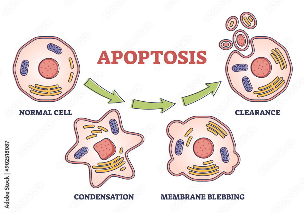 Apoptosis process stages as programmed cell death explanation in ...
