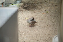 Chukar Bird In Brown Grass Free Stock Photo - Public Domain Pictures