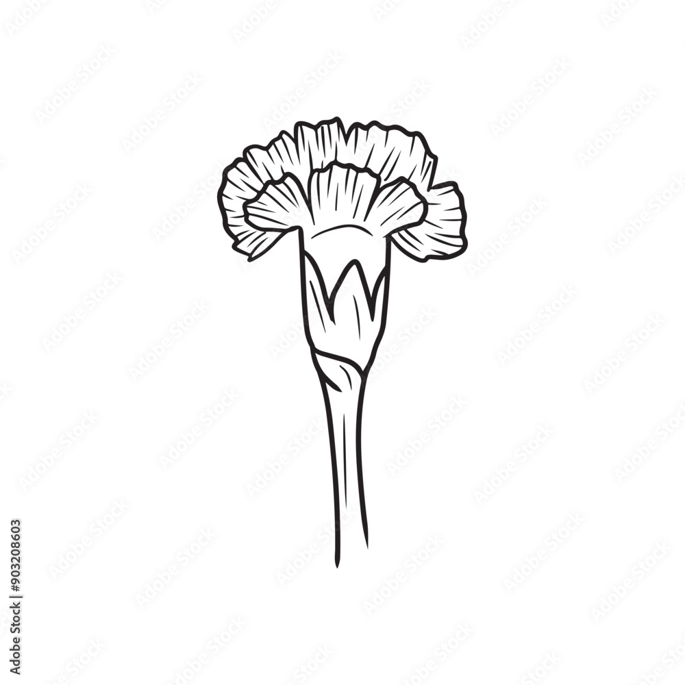 Beautiful carnation flower in black isolated on white background. Hand ...