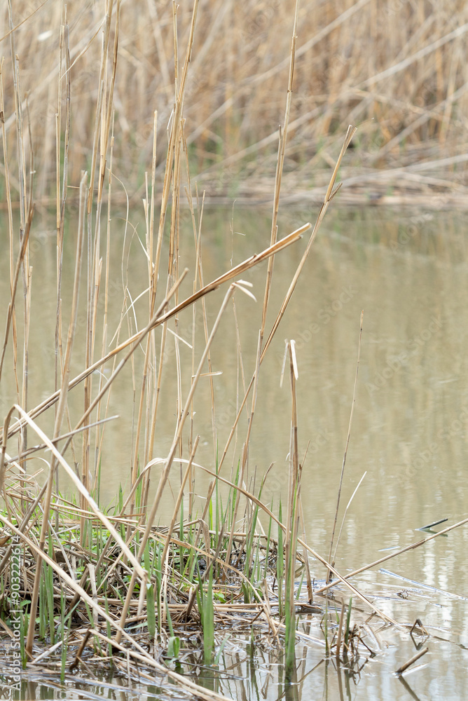 mud flats and dried grasses and reed along a tiny creek that flows into ...
