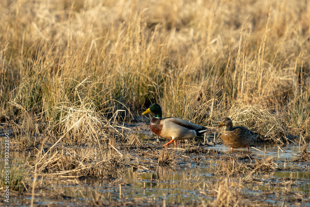 waterfowl, mated pair of ducks, male and female drake mallards in ...