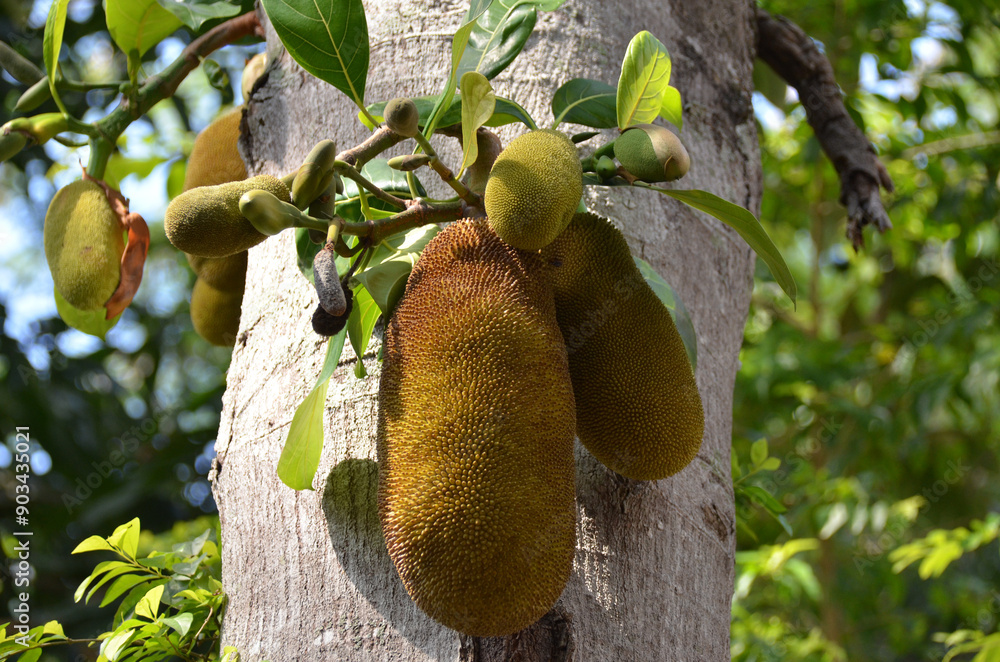 Jackfruit (Artocarpus heterophyllus), also known as jackfruit, is a ...