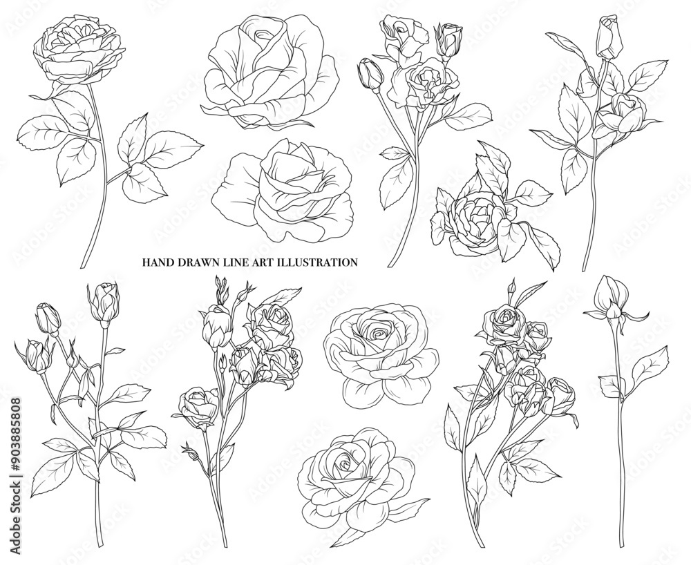 Line drawing rose flowers branch with leaves and buds, hand drawn ...