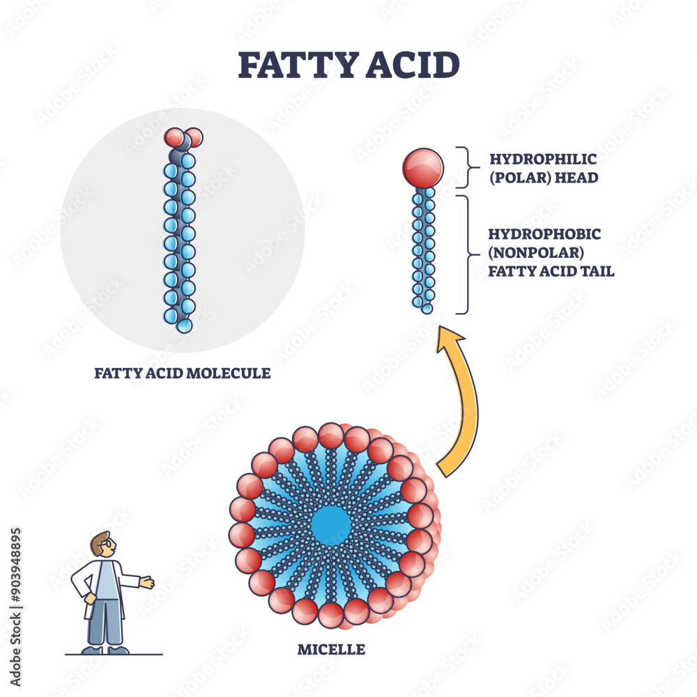 Fatty acid molecule with micelle and side view structure outline ...