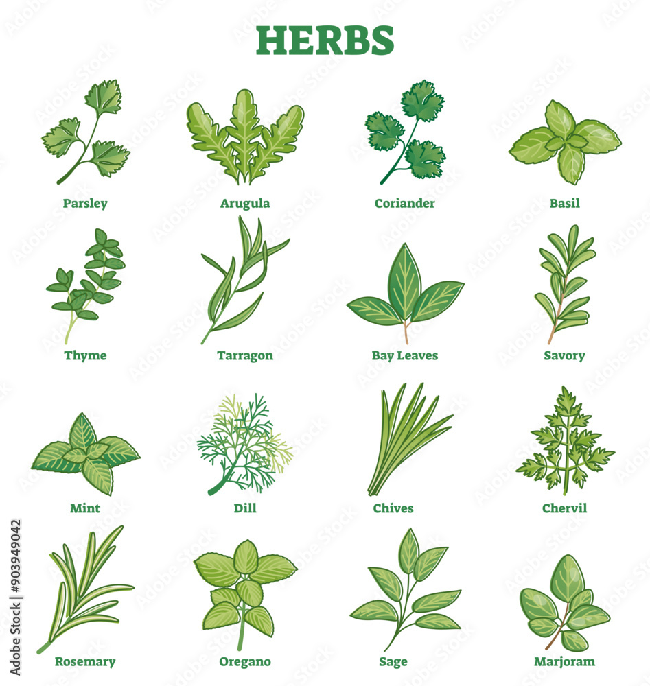 Herbs plant leaves set for culinary spices outline concept, transparent ...