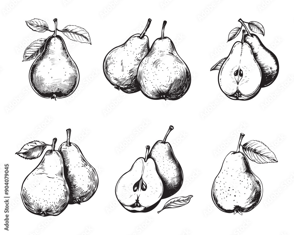 Set of pears vector illustrations - hand drawn pears - black and white ...
