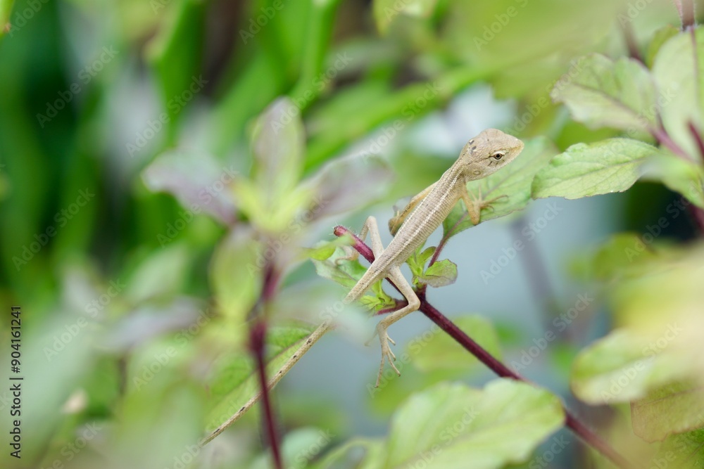 Focus on baby of Oriental garden lizard, Eastern garden lizard or ...