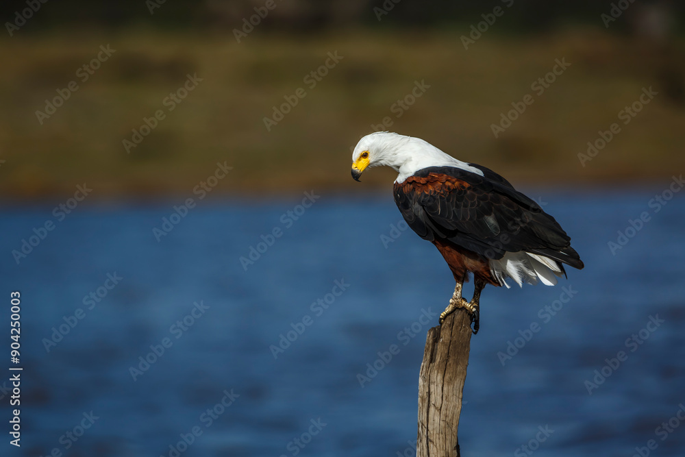 African fish eagle standing on a log over water in Kruger National park ...