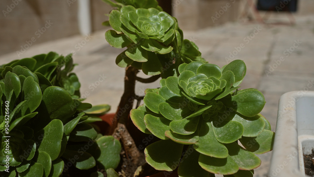 Aeonium arboreum, also known as tree houseleek, is captured in this ...