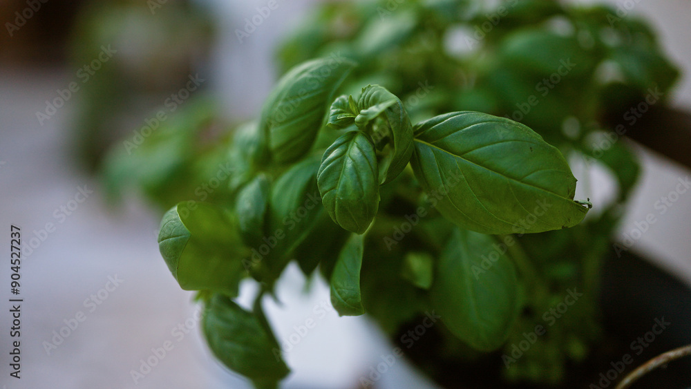 Fresh green basil leaves of ocimum basilicum plant in an outdoor setting in puglia, italy ...