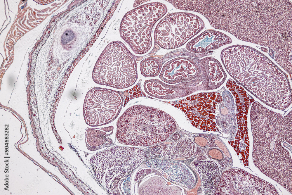 Anatomy and Histological Uterine tube, Uterus, Vagina, Ovary and Testis ...