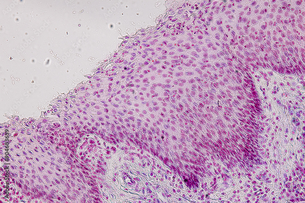 Foto de Stock Anatomy and Histological Uterine tube, Uterus, Vagina ...