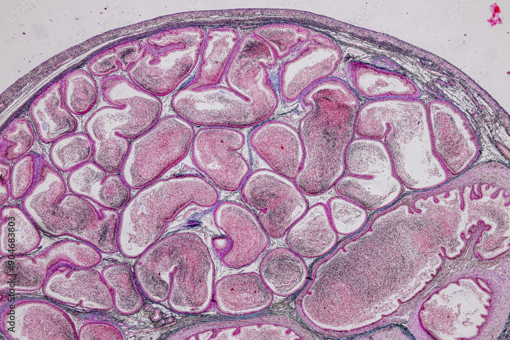 Anatomy and Histological Uterine tube, Uterus, Vagina, Ovary and Testis ...