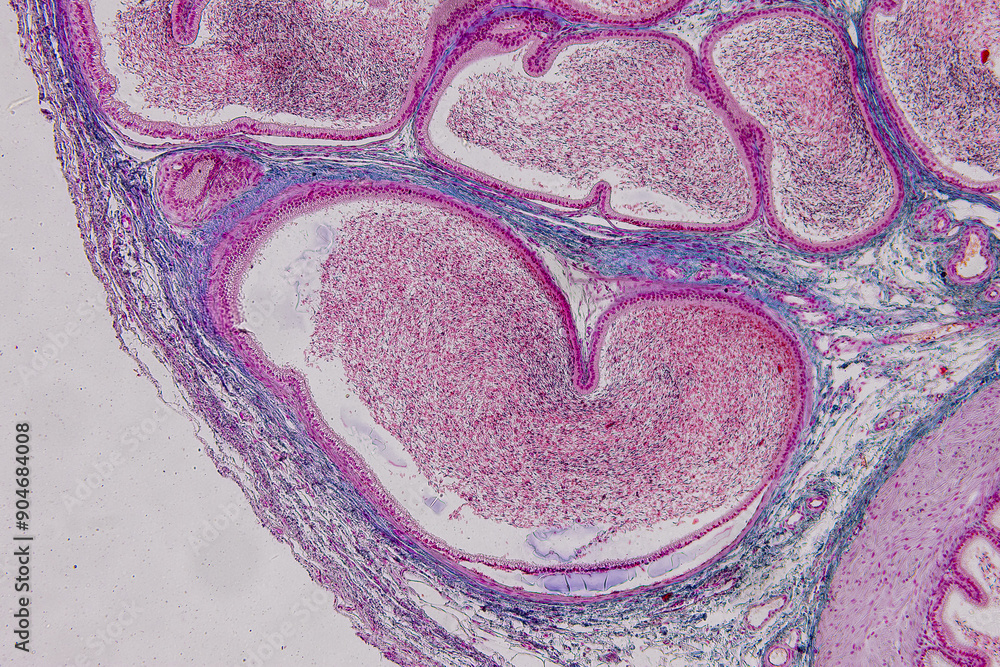 Anatomy and Histological Uterine tube, Uterus, Vagina, Ovary and Testis ...