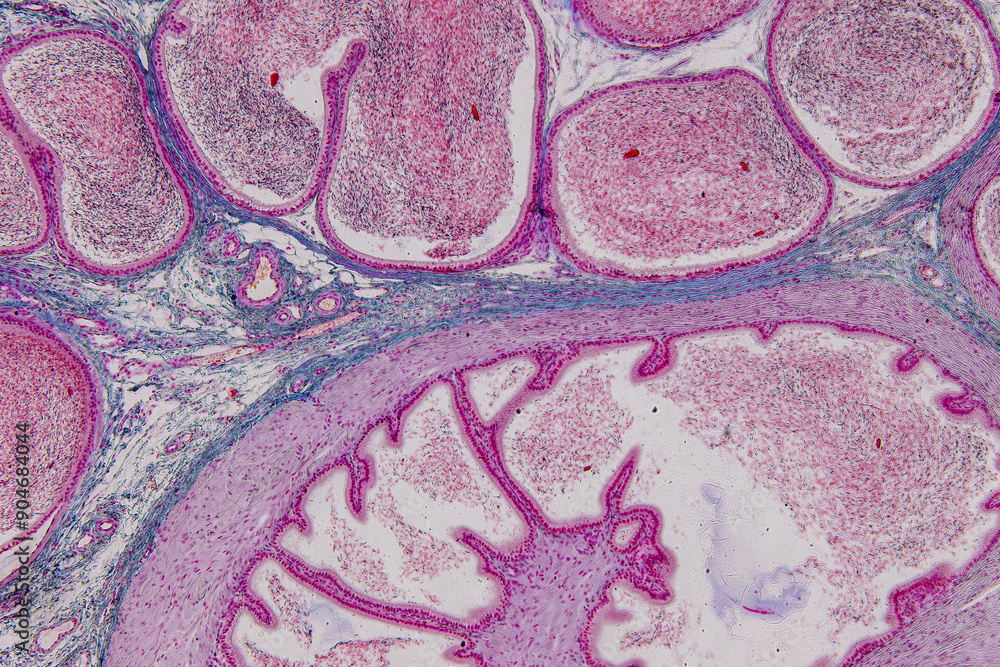 Anatomy and Histological Uterine tube, Uterus, Vagina, Ovary and Testis ...