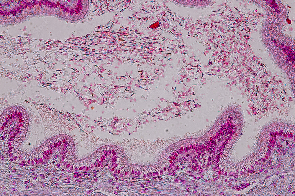 Anatomy and Histological Uterine tube, Uterus, Vagina, Ovary and Testis ...