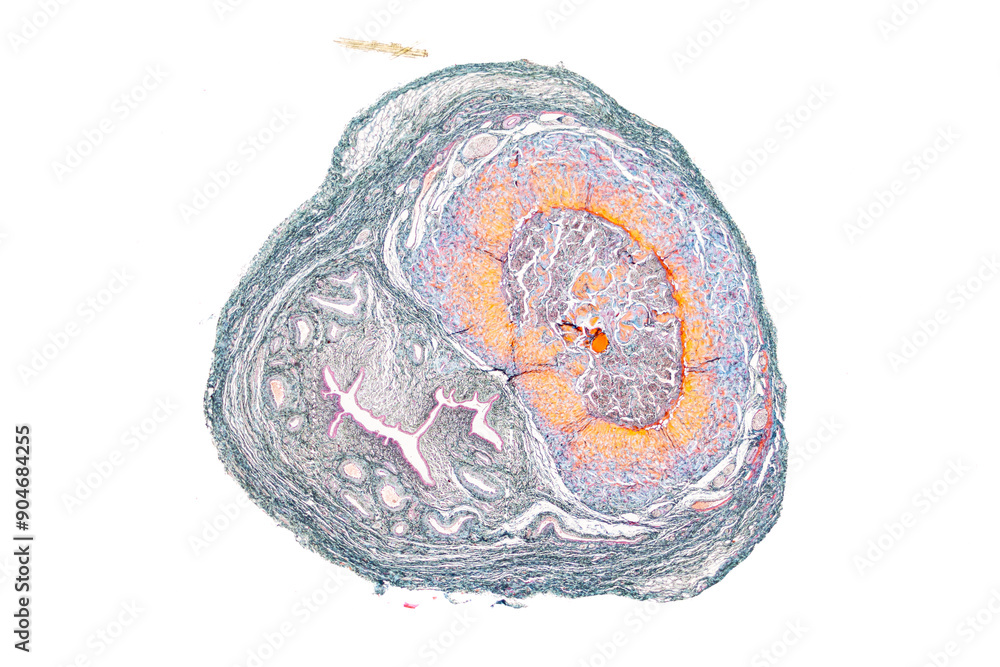 Anatomy and Histological Uterine tube, Uterus, Vagina, Ovary and Testis ...