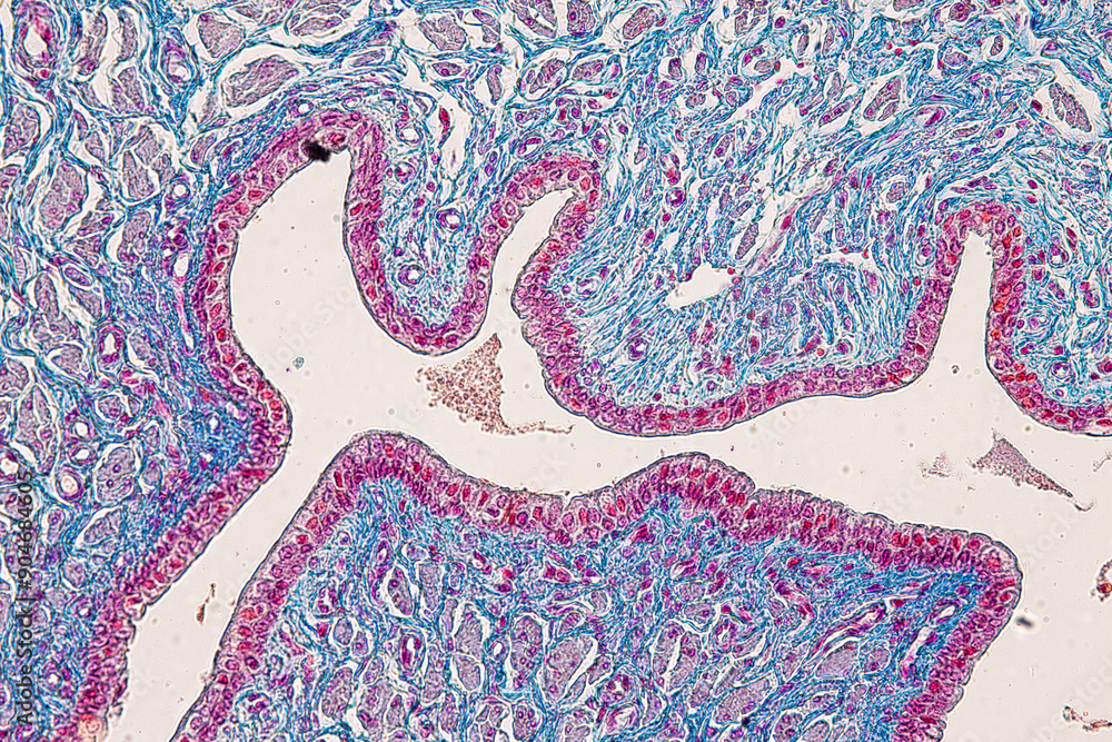 Anatomy and Histological Uterine tube, Uterus, Vagina, Ovary and Testis ...