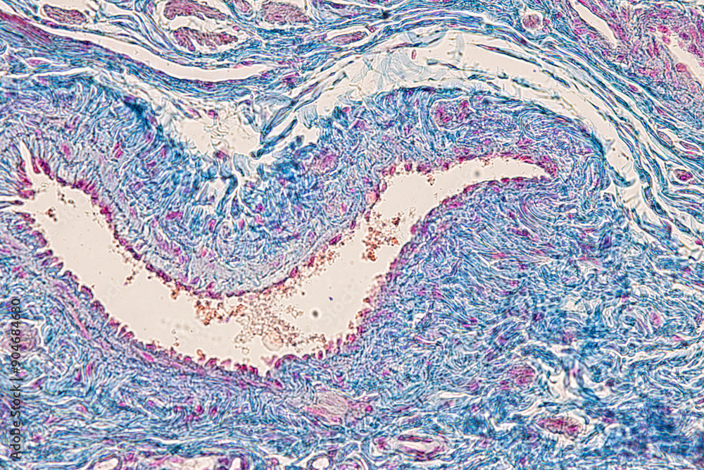 Anatomy and Histological Uterine tube, Uterus, Vagina, Ovary and Testis ...