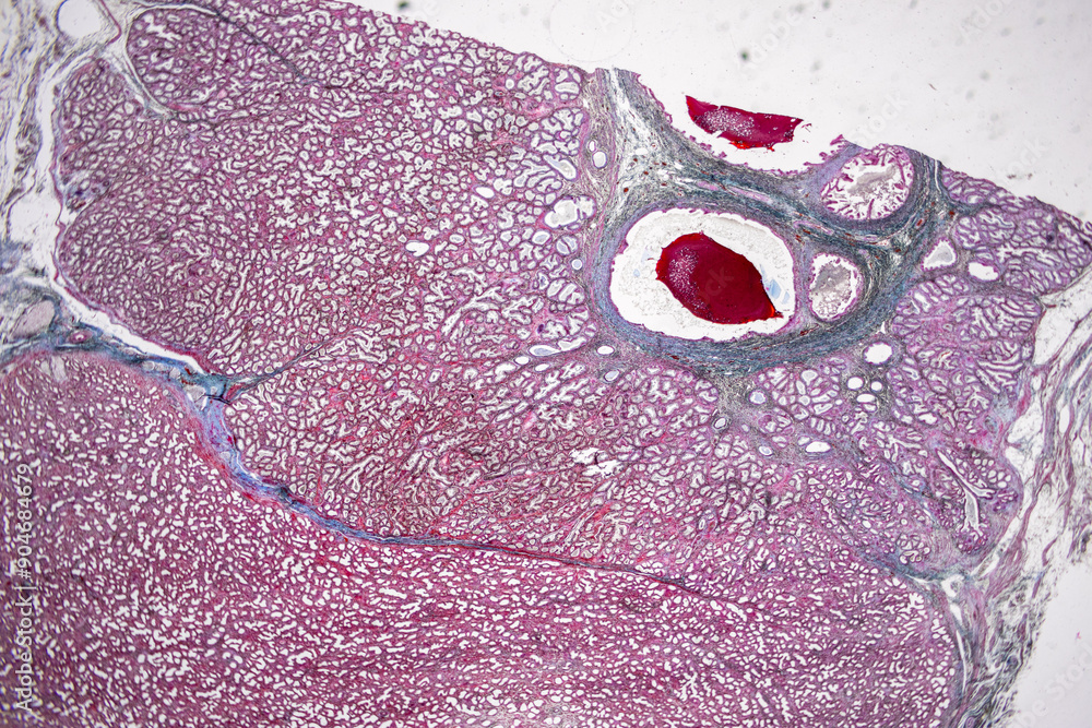 Anatomy and Histological Uterine tube, Uterus, Vagina, Ovary and Testis ...