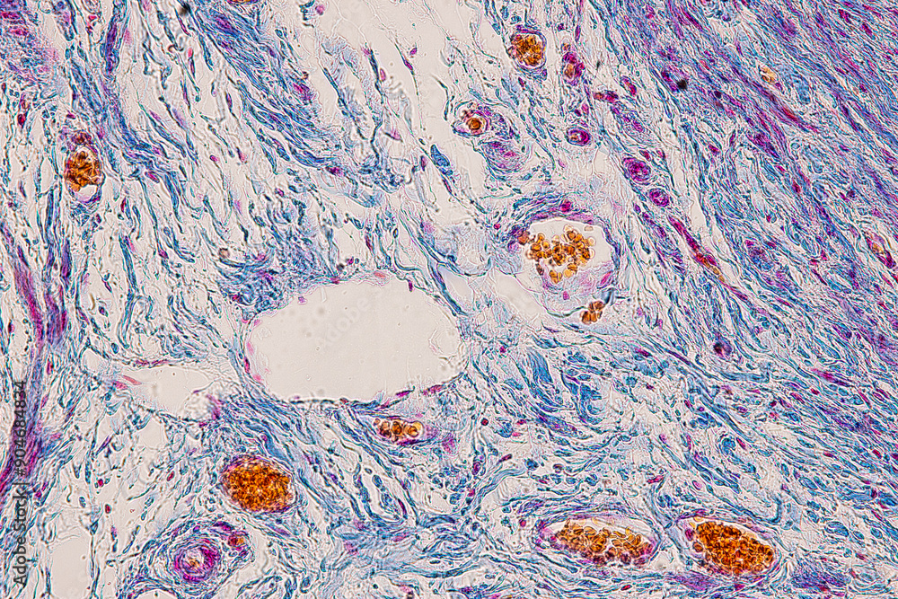 Anatomy and Histological Uterine tube, Uterus, Vagina, Ovary and Testis ...