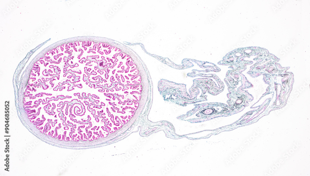 Anatomy and Histological Uterine tube, Uterus, Vagina, Ovary and Testis ...