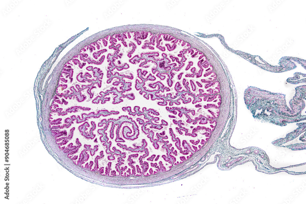 Anatomy and Histological Uterine tube, Uterus, Vagina, Ovary and Testis ...