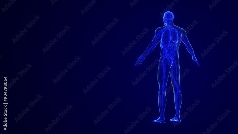 Anatomy of human body with organs system Stock Illustration | Adobe Stock