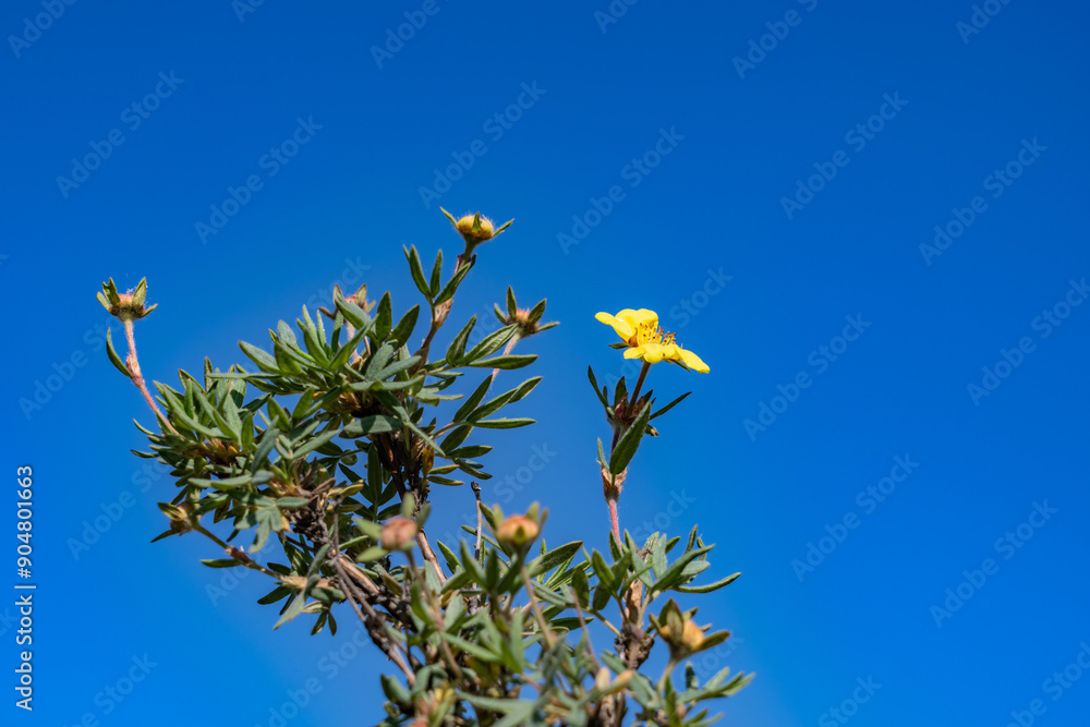 Savage River canyon, Denali National Park, Alaska. Dasiphora fruticosa ...