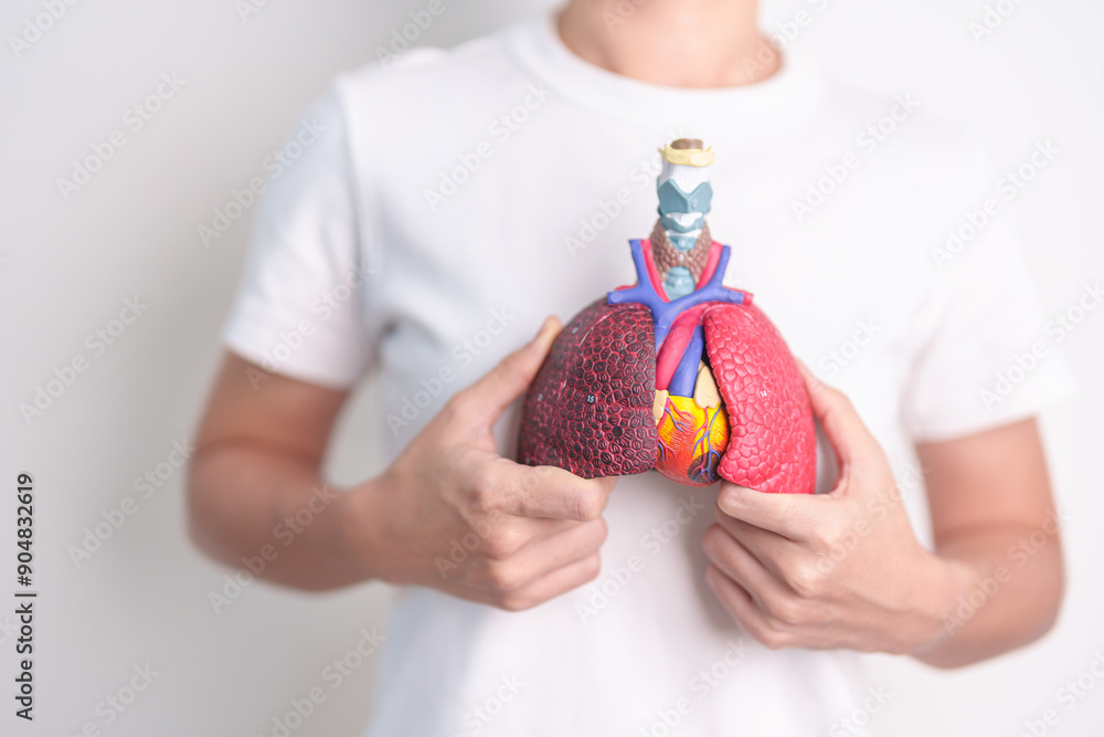 woman hold Respiratory system anatomy for Diseases. Lung Cancer, Asthma ...