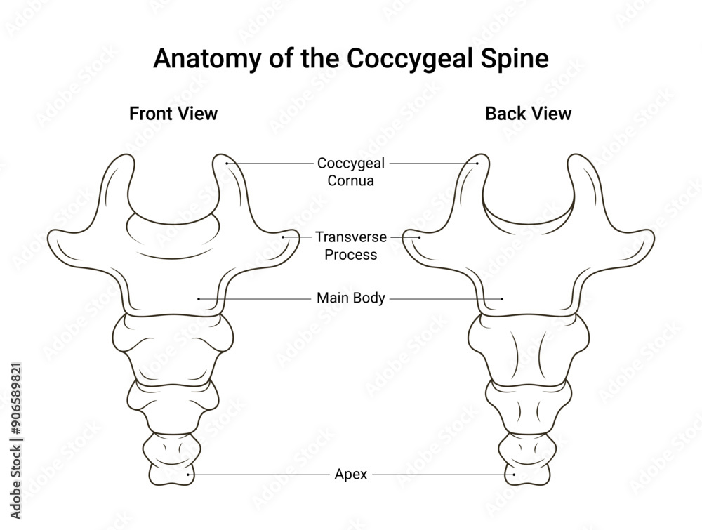Anatomy of the Coccygeal Spine Simple Design Stock Vector | Adobe Stock