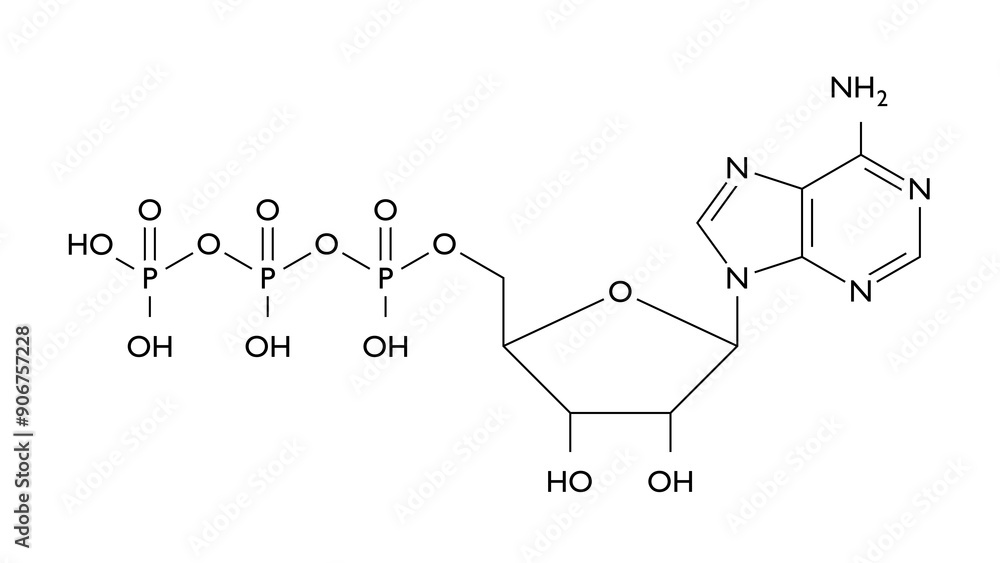 adenosine triphosphate molecule, structural chemical formula, ball-and-stick model, isolated ...