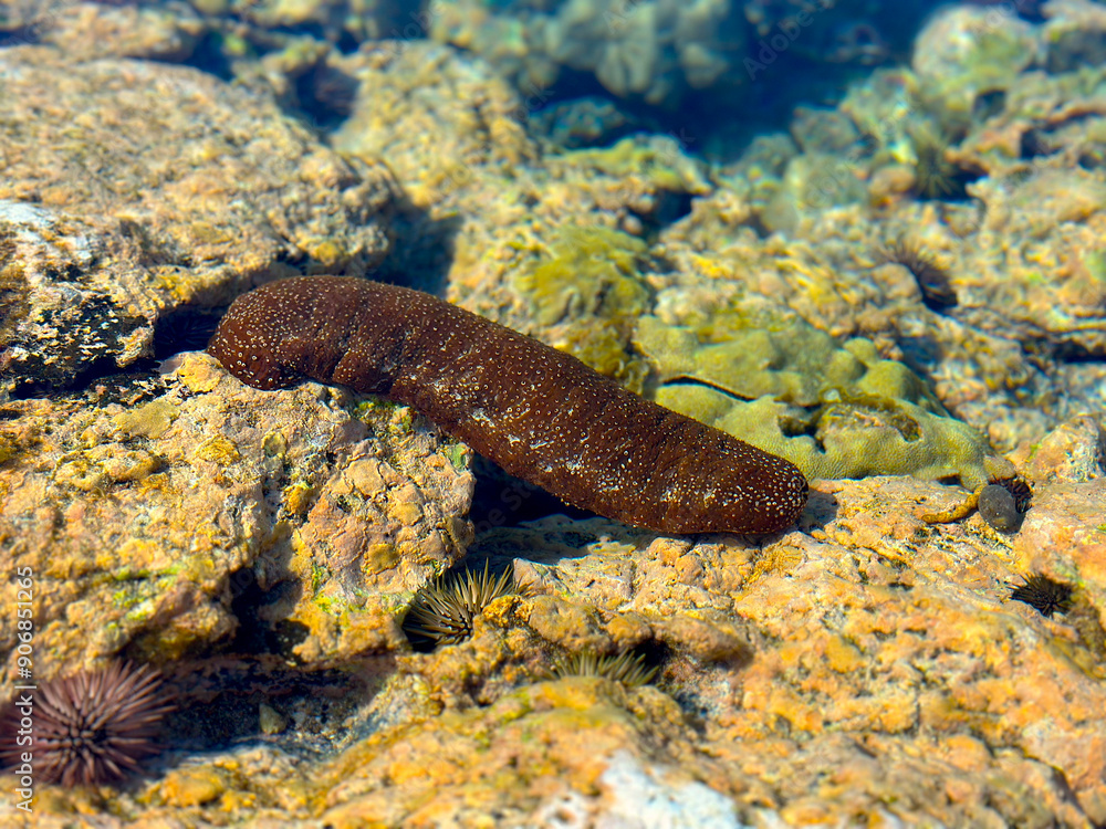 Hawaiian Sea Cucumber (aka Pacific White-Spotted) on a Tide Pool at ...