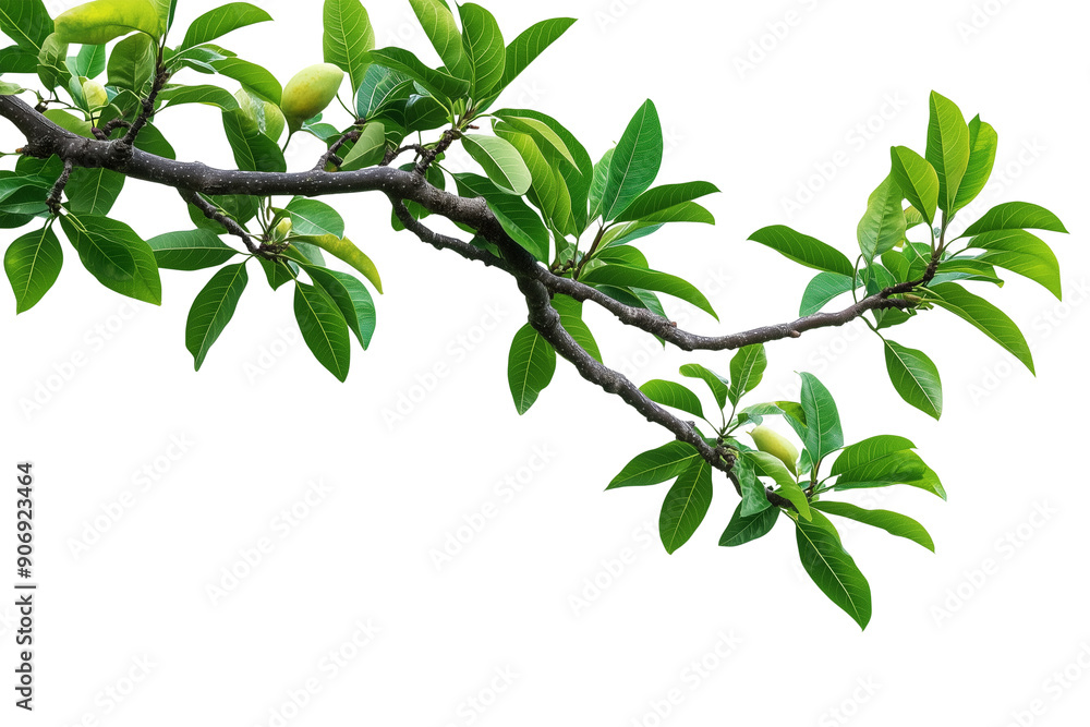 Tree branch on transparent background, greenery tree branch foliage on ...