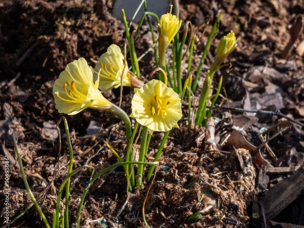 Narcissus romieuxii 'Julia Jane' - early flowering daffodil with the flowers with narrow ...