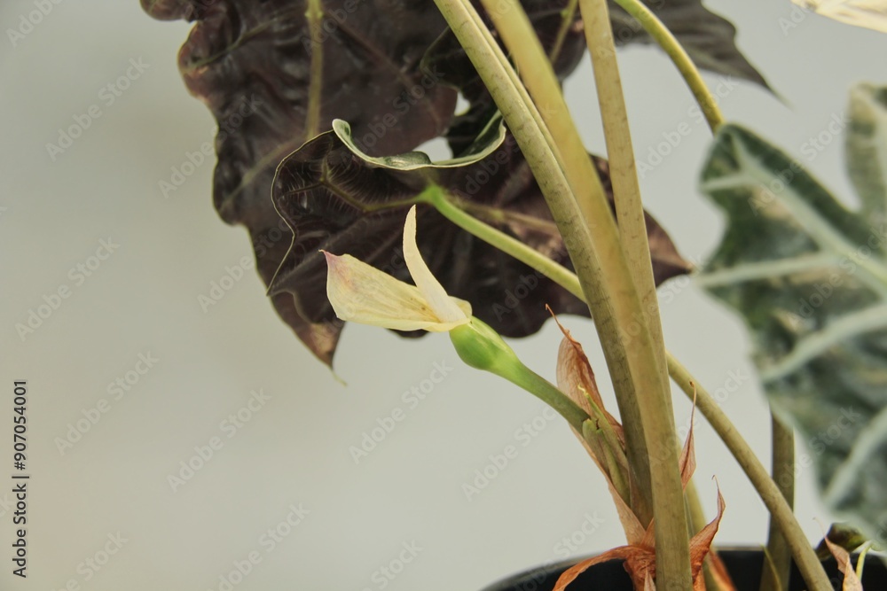 Alocasia "Polly" plant displays a vibrant eggplant-colored underside ...