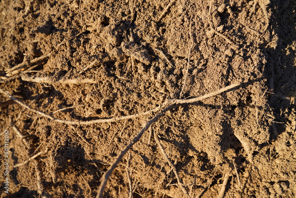 Soil, background, texture. Soil with roots in the ground, close-up. The ...