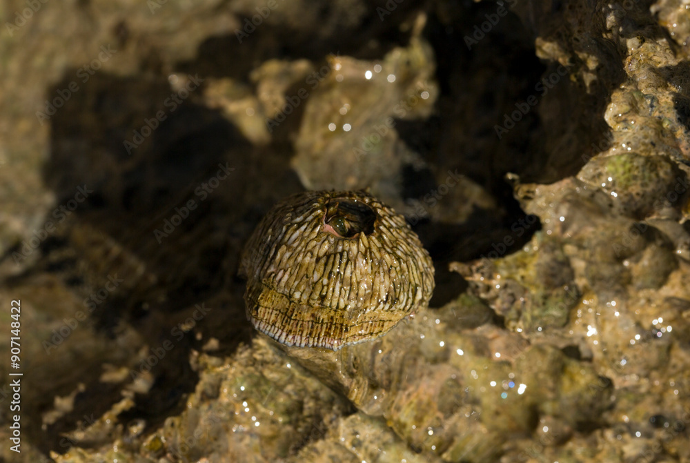 Tetraclita squamosa - Thatched barnacle. Balanus (Balanomorpha) is a ...