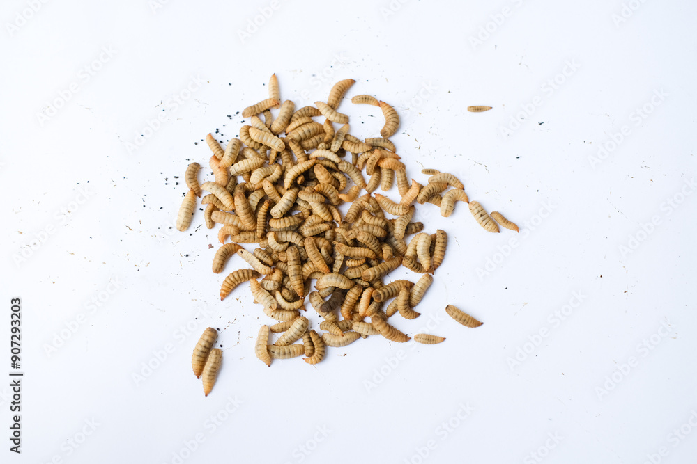 Larvae of Black Soldier Fly (Hermetia illucens) or maggot on plain ...