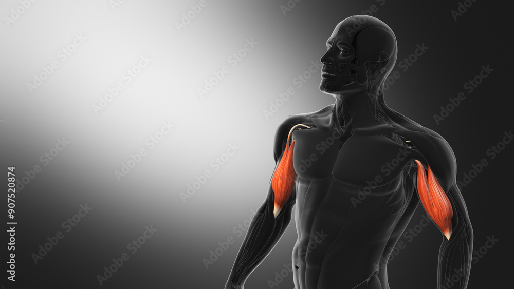 Anatomy of the Biceps Muscles Stock Illustration | Adobe Stock