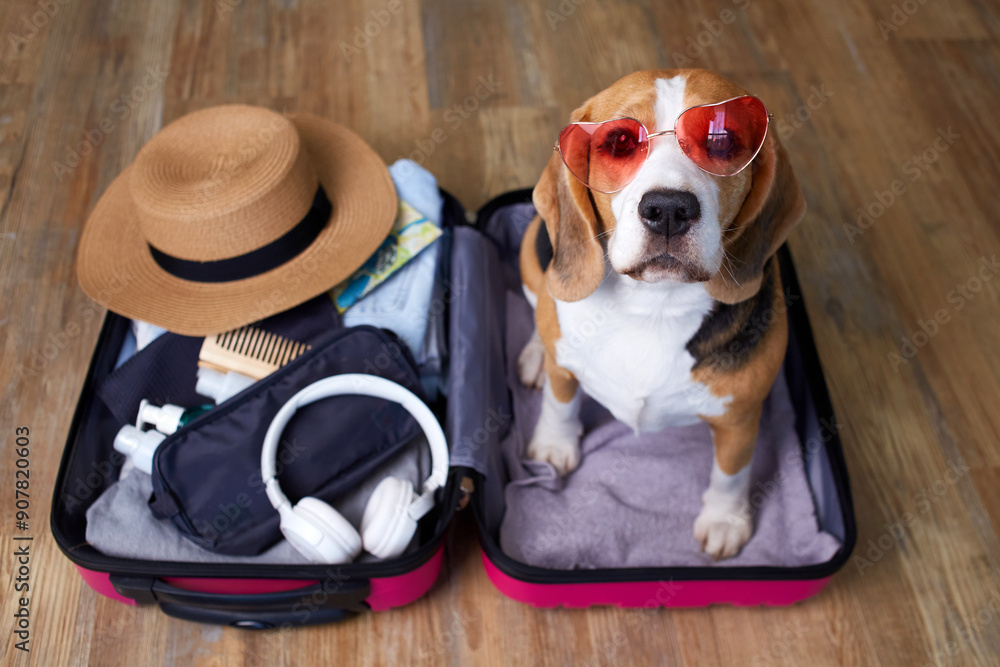 Beagle dog wearing sunglasses sits in a suitcase with things and a ...