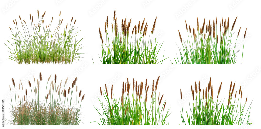 Different species of green grasses grow abundantly in natural settings ...