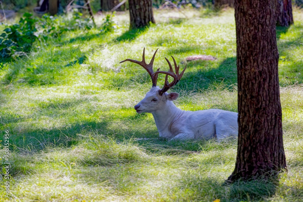 rare white deer natural scene from conservation ar | WallsHeaven | Denny