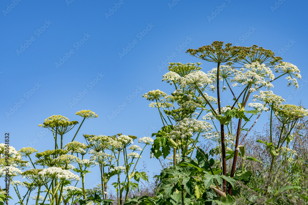 Heracleum maximum, cow parsnip, is the only member of the genus ...
