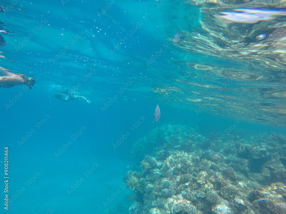 Indo-Pacific sergeant (Abudefduf vaigiensis) is a species of damselfish ...