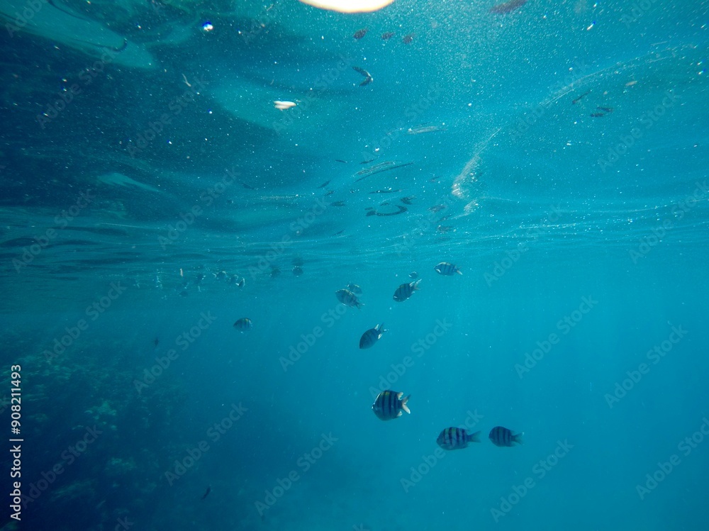 Indo-Pacific sergeant (Abudefduf vaigiensis) is a species of damselfish ...
