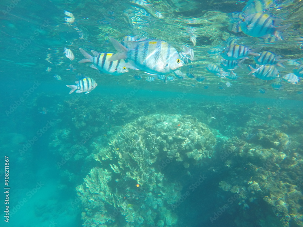 Indo-Pacific sergeant (Abudefduf vaigiensis) is a species of damselfish ...
