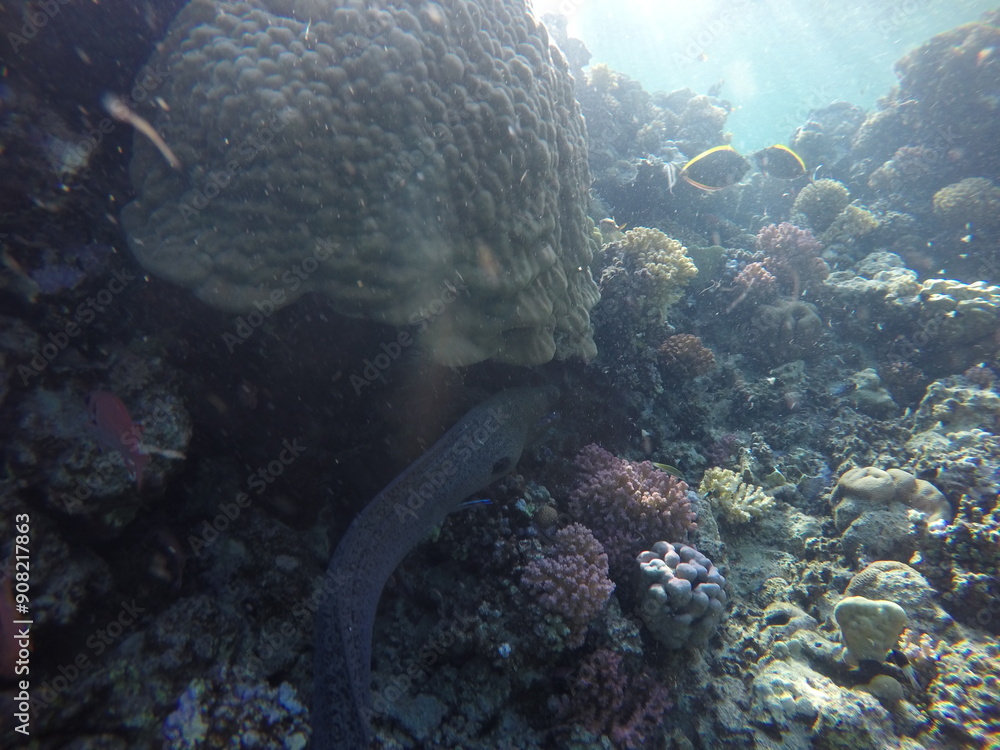 Stockfoto giant moray is a species of moray eel and a species of marine ...