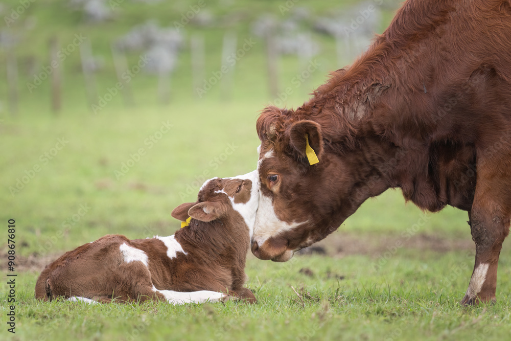 Simmental cow touching face with her newborn calf. Cornwall park ...