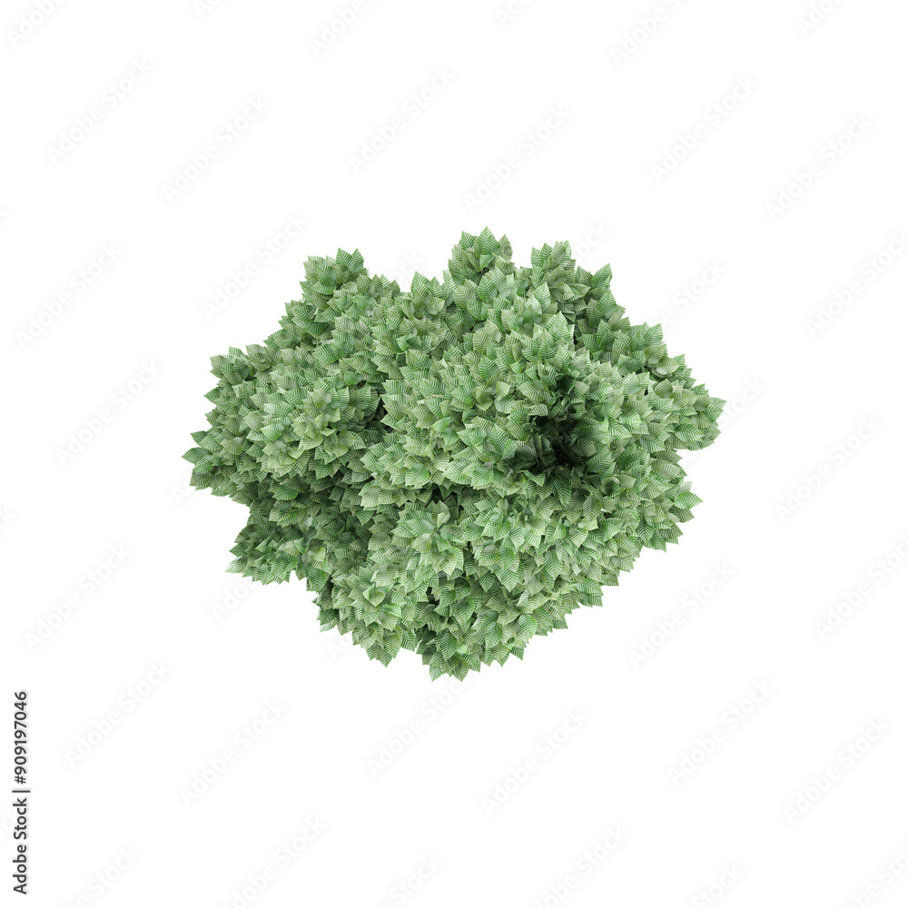 From the top view of Amur Maple Tree for architecture visualization ...